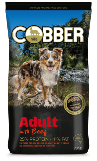 Cobber® Adult with Beef - Cobber