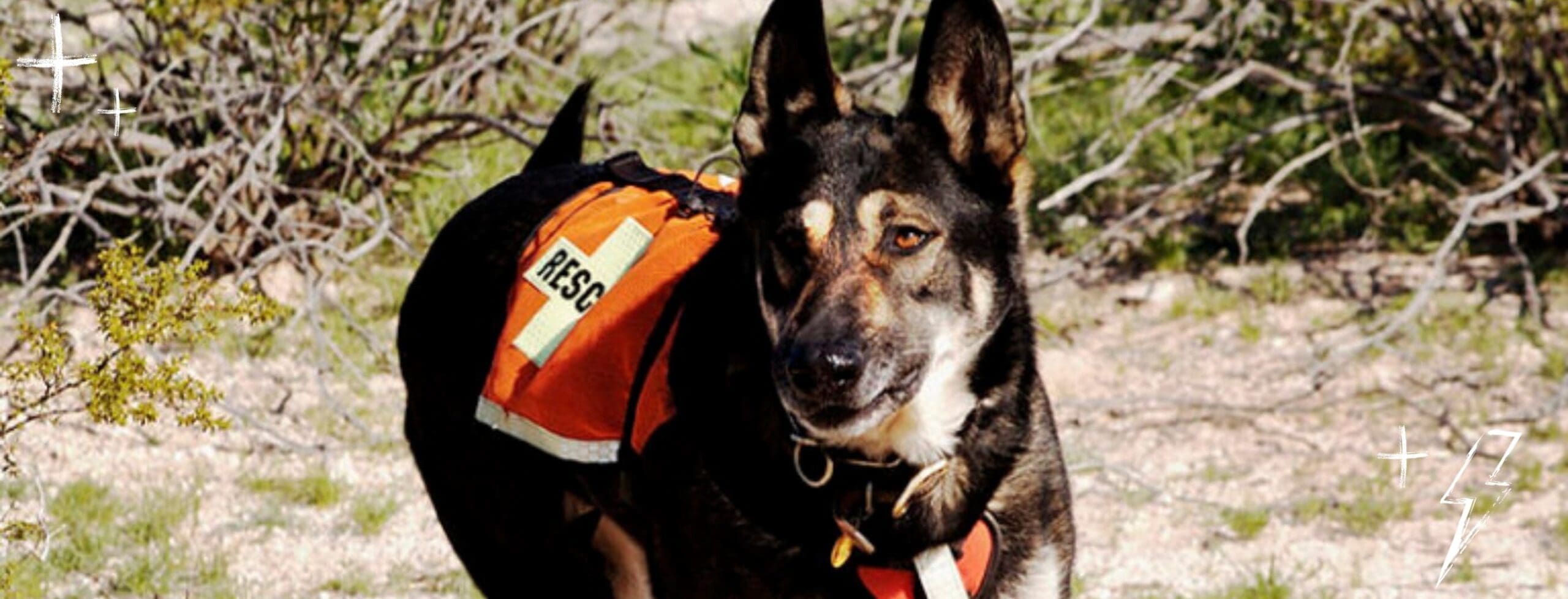 Australian Working Dogs - Cobber