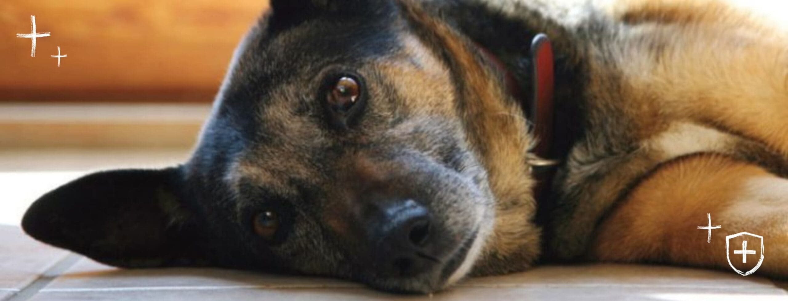 Helping Your Dog Cope with Extreme Heat - Cobber